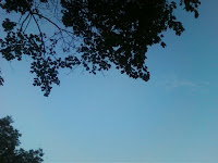 domestidad : The "Propeller Seed"