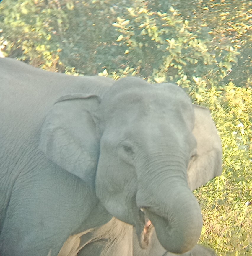 Animals list in manas national park - Manas National Park