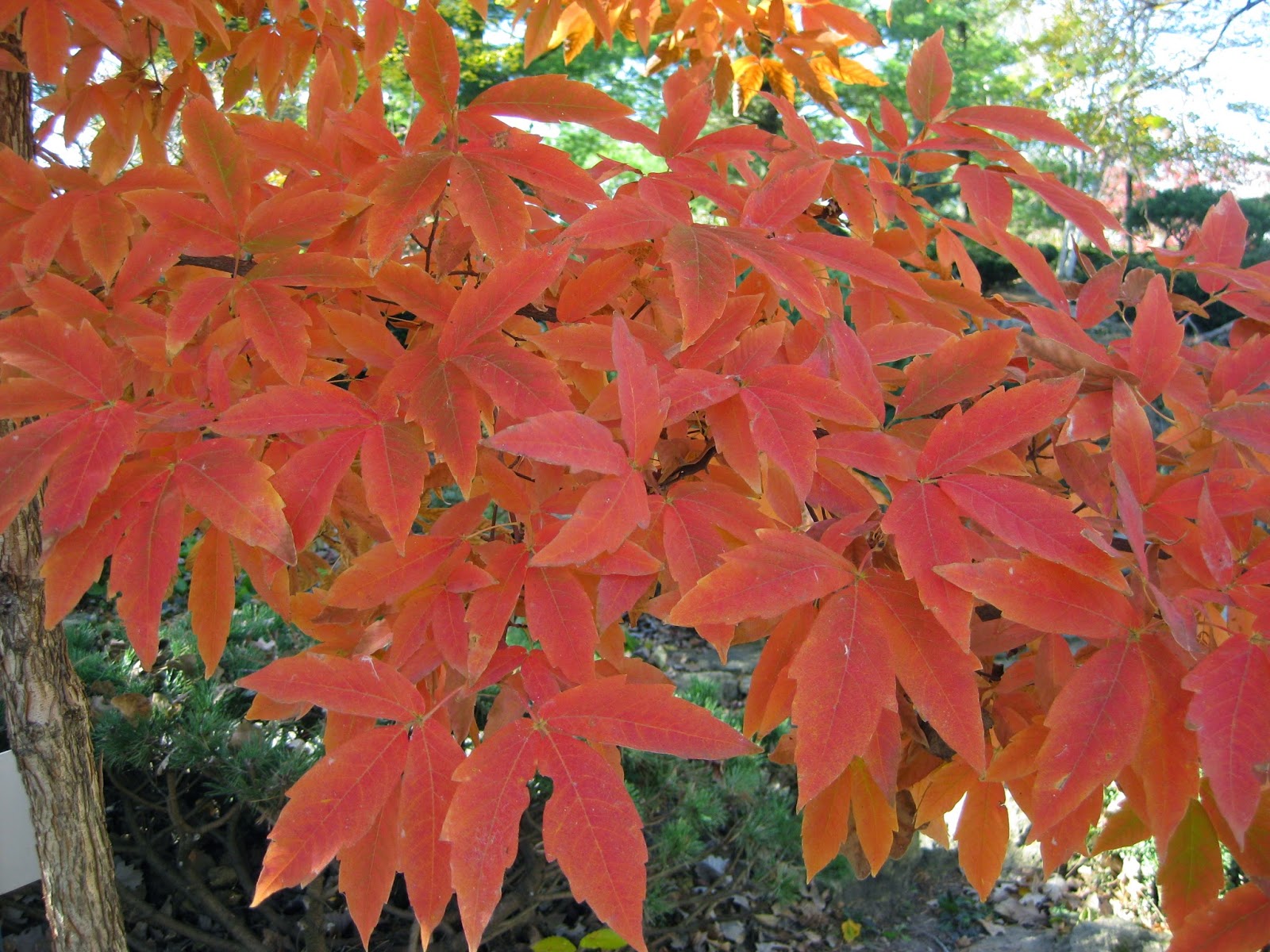 Three-Flower Maple (Acer triflorum) | Rotary Botanical Gardens