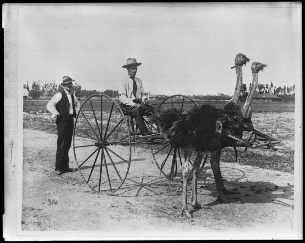 Before Disneyland, There Were Ostrich Farms ~ Vintage Everyday