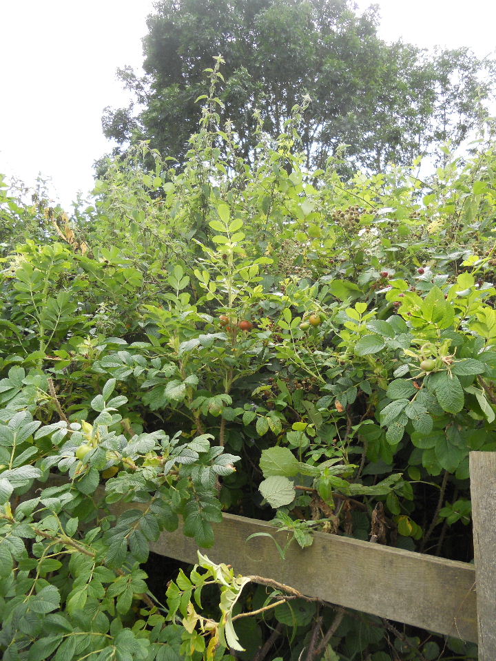 Marigold Jam: Through the hedge backwards!