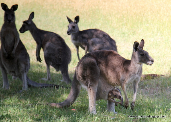 Chasing Kangaroos in the Grampians Australia ~ My Traveling Joys