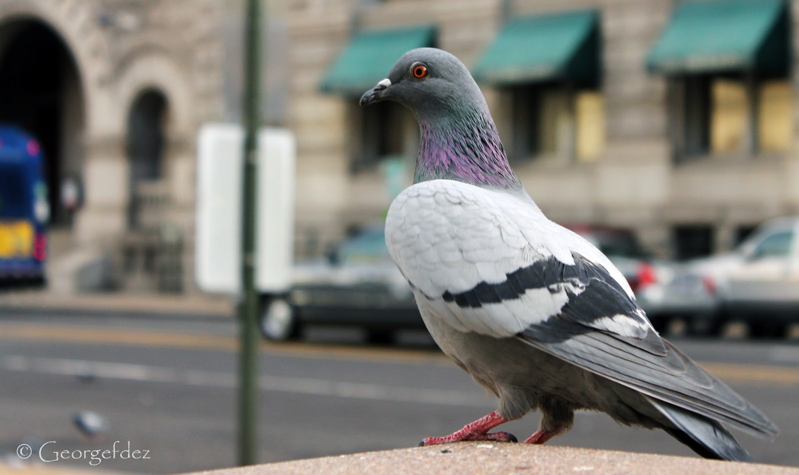 George: Palomas de las grandes metrópolis