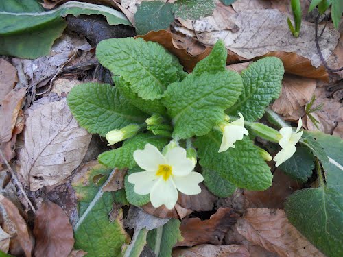 LJEKOVITO BILJE I LIJECENJE BILJEM: LJEKOVITO BILJE: Jagorčevina,Jaglac ...