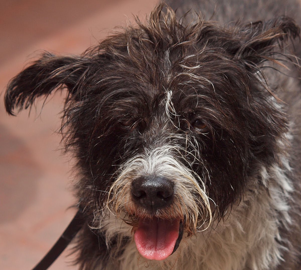 Albums 90+ Pictures Pictures Of A Mutt Dog Latest