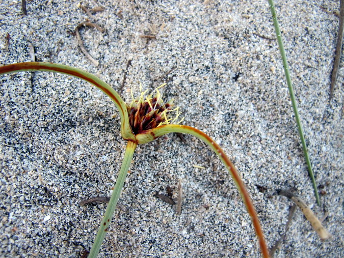 FLORA NEL SALENTO e.. anche altrove: 05/07/12