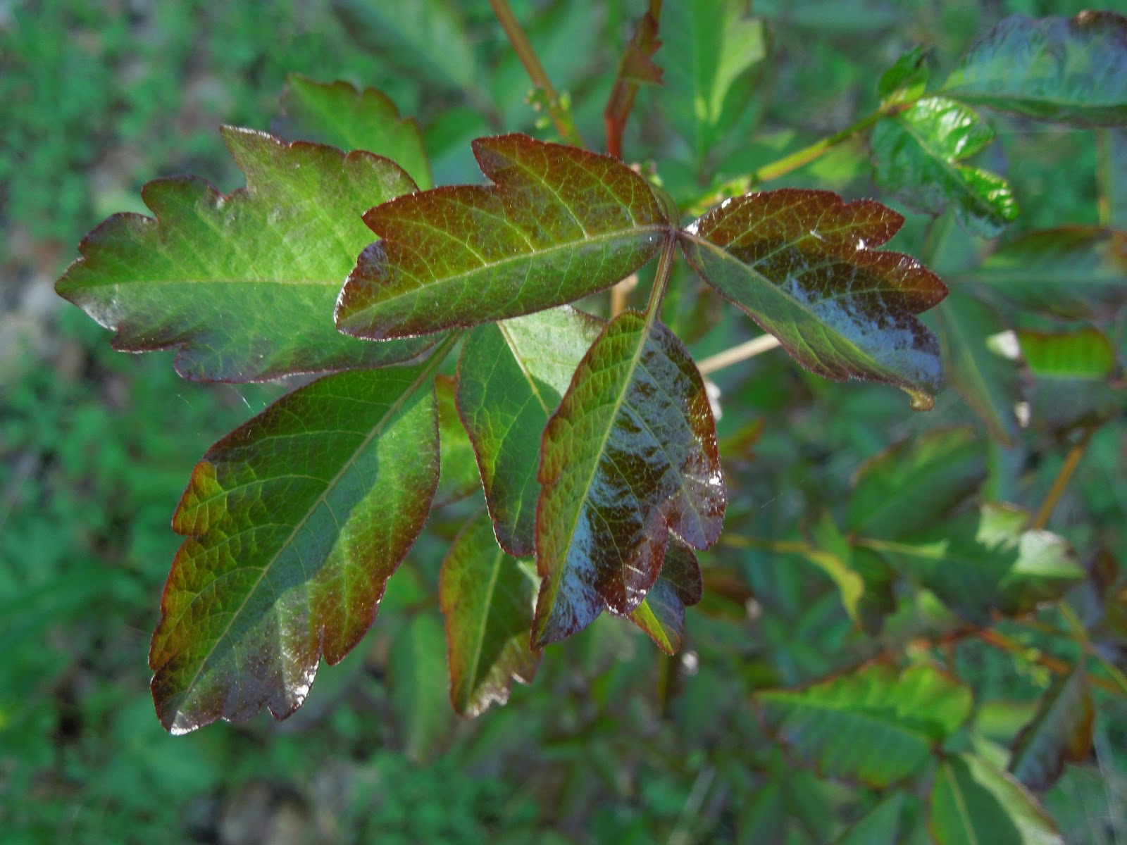 Peachy Hiker: POISON OAK, Besides Preventing Rashes…