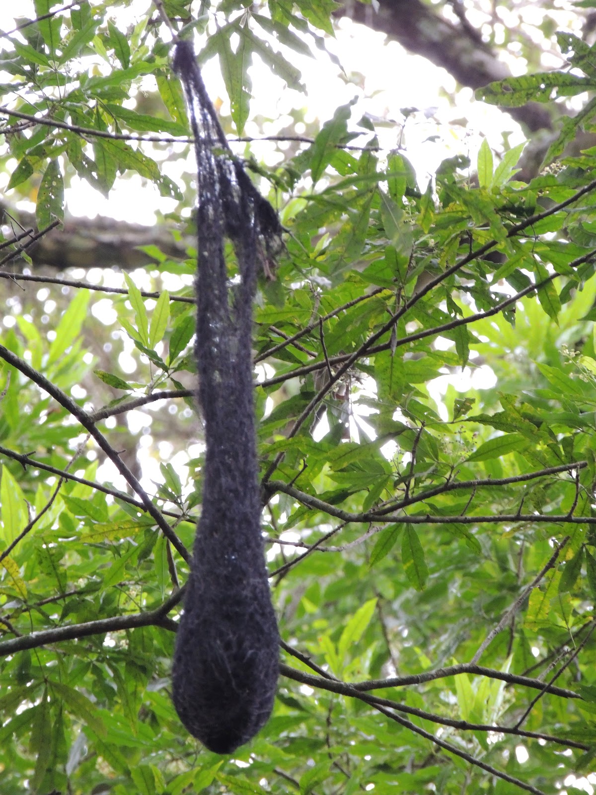 Pássaros & hobbies legais : Ninho de guache *** Cacicus haemorrhous ...