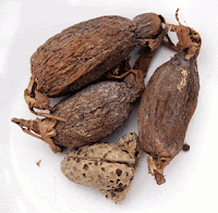 Alternative health tips, healthy lifestyle choices: Alligator Pepper ...