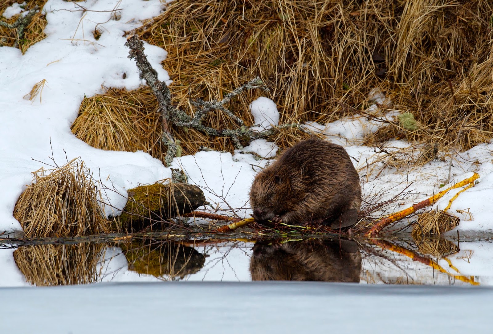 Naturfoto Einar Hugnes: Bever i Bymarka og Kortnebbgås ved Nidarø