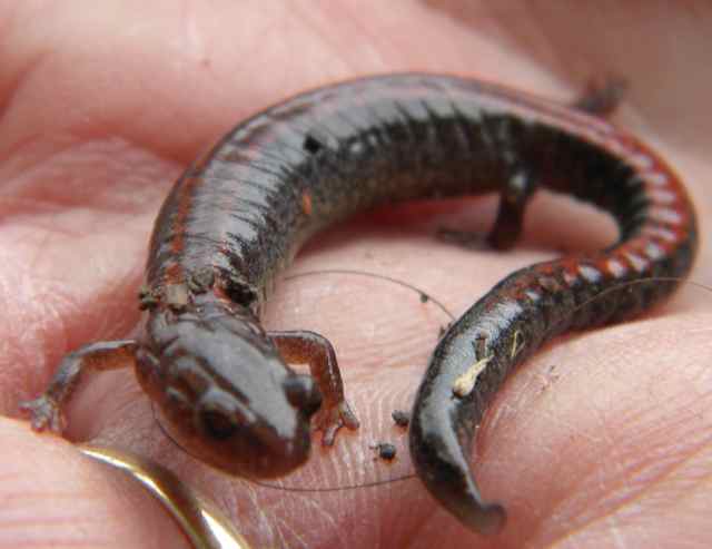 Pam's English Cottage Garden: Standards of Good Behavior for a Perennial