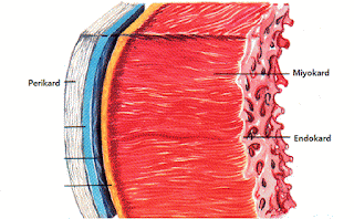 Sistem Hastalıkları Dersi: 1. KALBİN YAPISI VE İŞLEVİ
