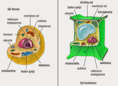 Materi Kuliah Biologi Sel dan Molekuler