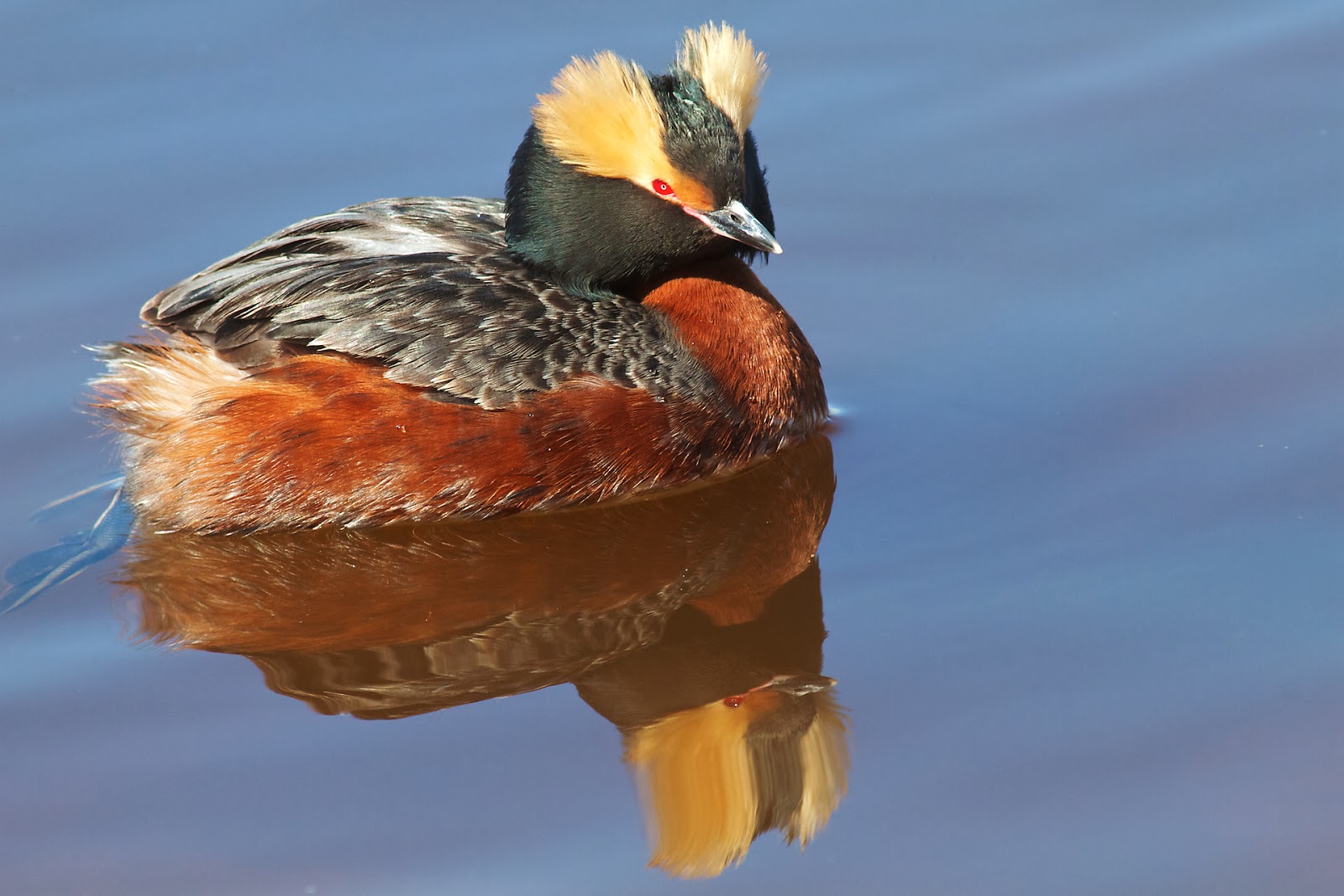 The Nature Geek: A Very Grebe-y Birthday