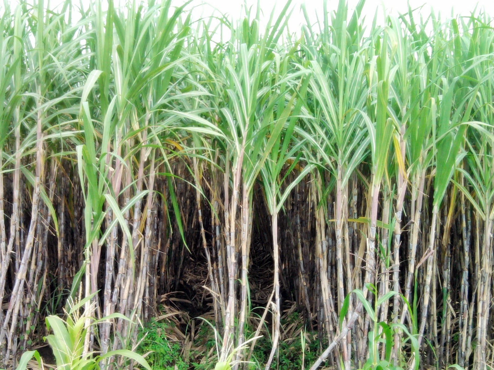 Budidaya tanaman tebu - BUDIDAYAKU