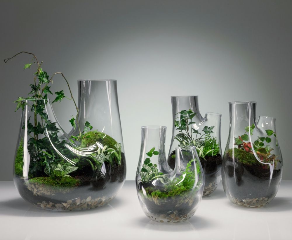 Orchids loft: OLA_magazine: Terrarium