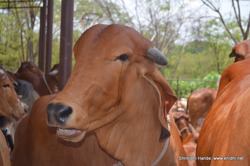 300+ Gir desi cows at AOL's Goshala - eNidhi India Travel Blog