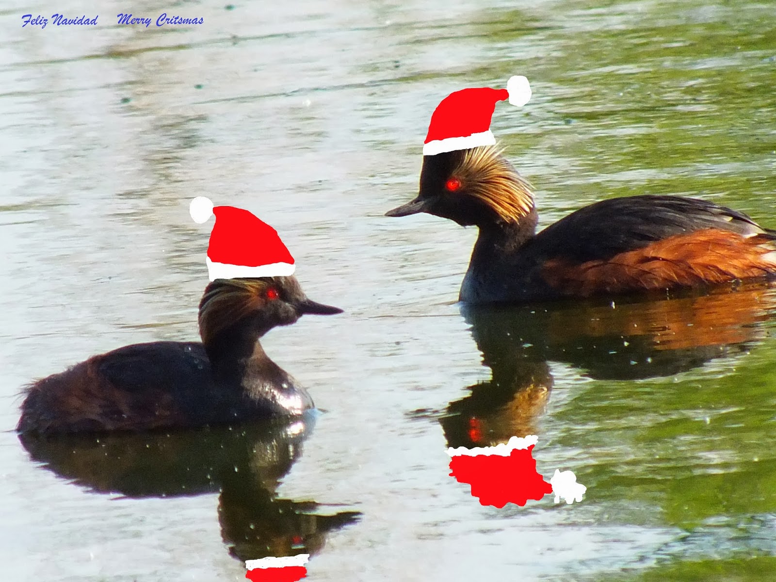 Bird ring Al-andalus: Feliz Navidad. Merry Critsmas.