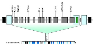 Understanding Williams Syndrome: Genetics