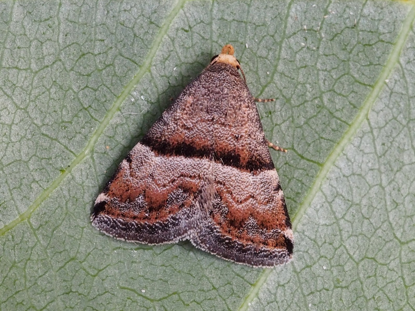 Bill's Birding: French moths