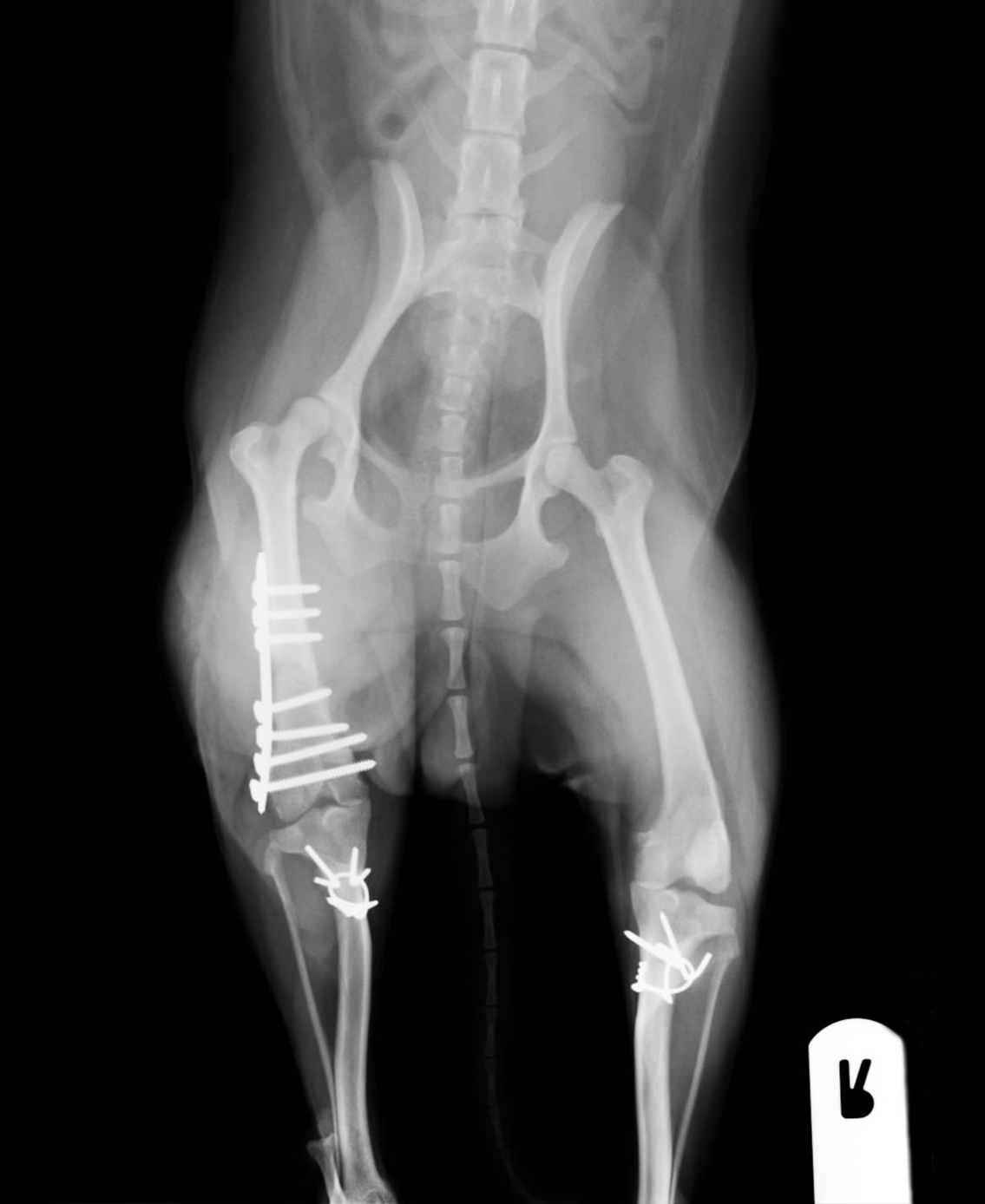 ARTROVET: Luxación de rótula de grado IV