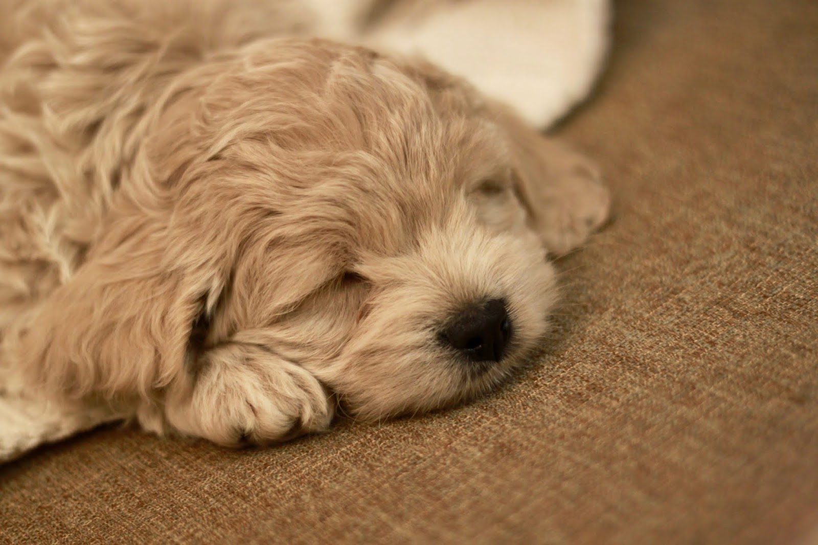 Wenger Family Pets: Finley & Sydney's F1 (First Generation) Cockapoo ...