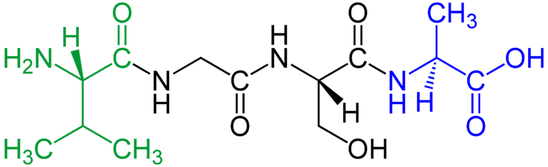 Rincón científico: Lipotropina (hormona)