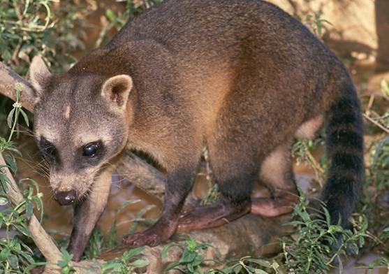 Mapache cangrejero | Naturaleza asombrosa, maravillas naturales