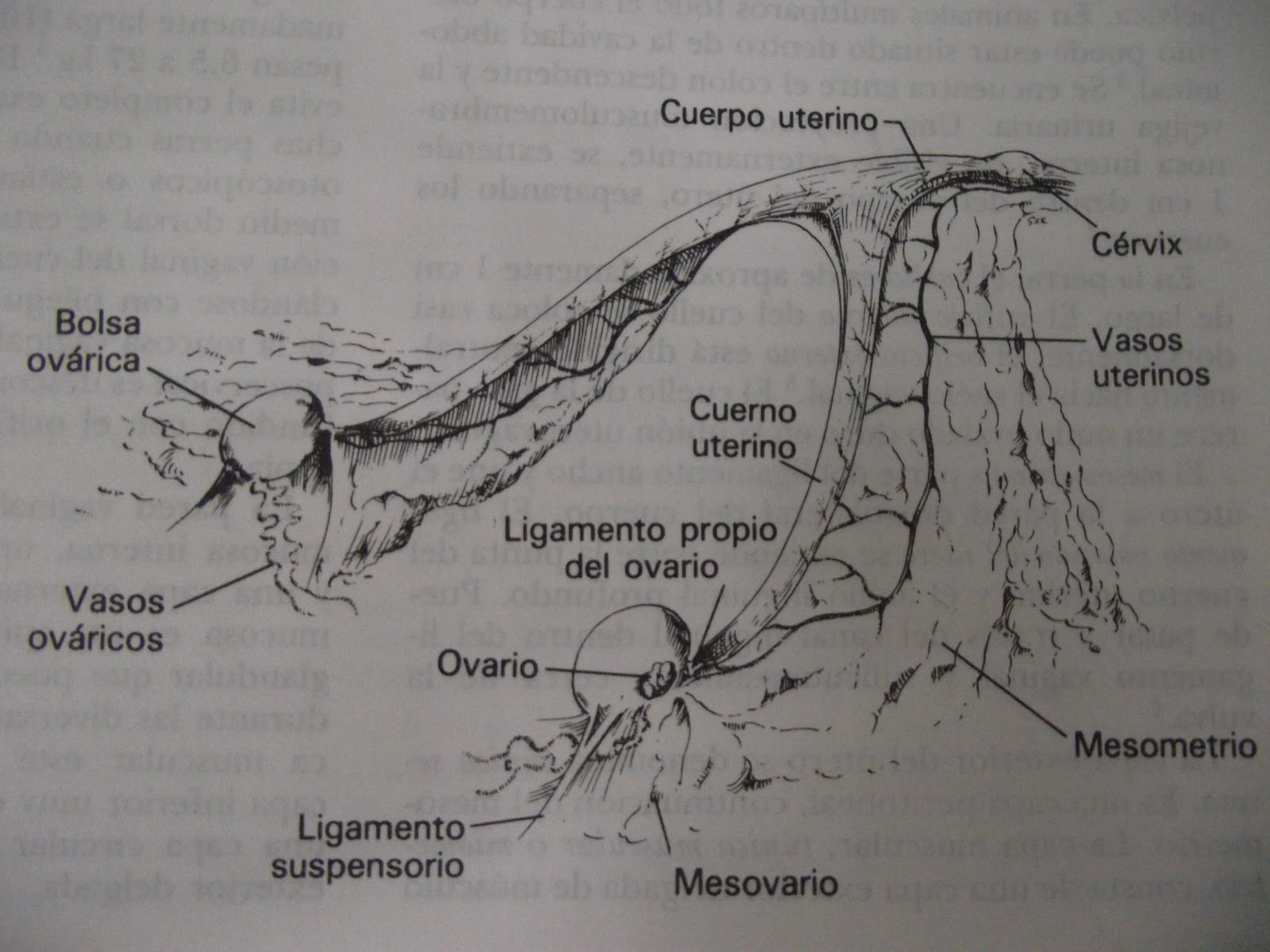 CIRUGÍAVET.ESTUDIANTE: OVARIOHISTERECTMÍA (OHE)
