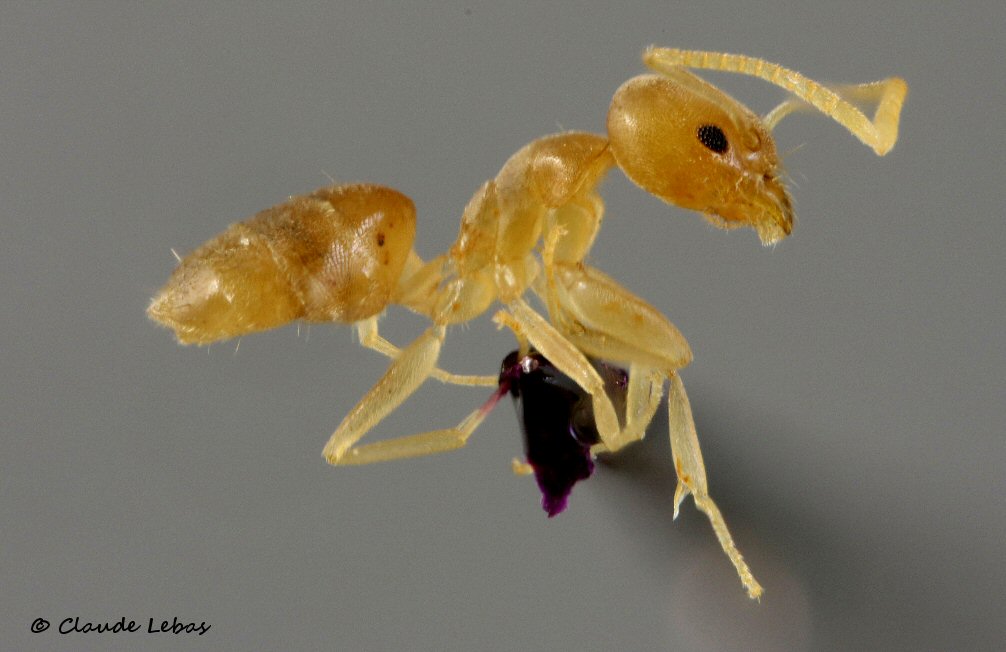 fourmis de Cuba- Hormigas de Cuba- Ants of Cuba: Tapinoma litorale cubaense