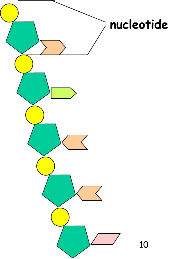 The Structure of DNA