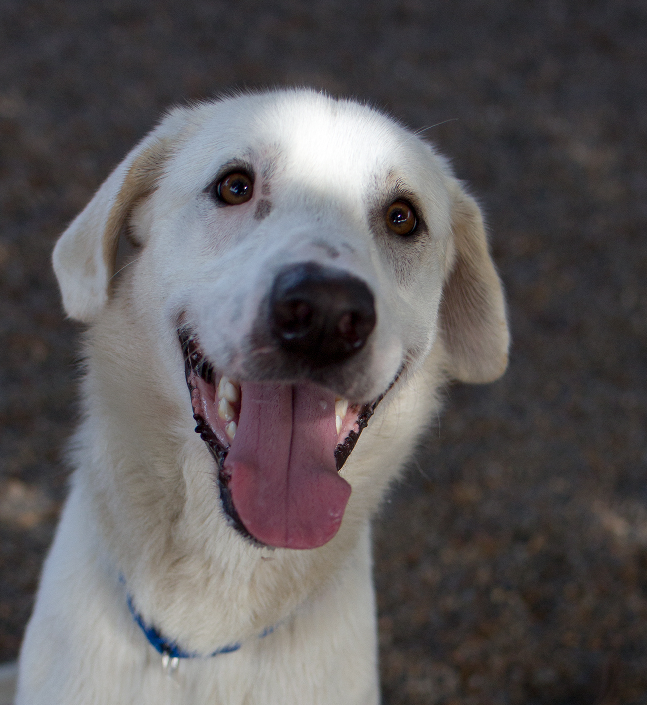 Are Akbash Dogs Smart Dogs