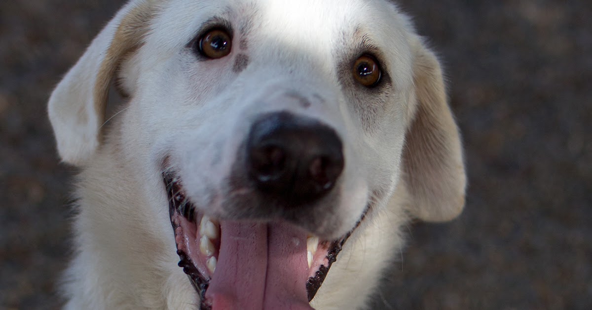 Shelter Dogs of Portland: "ARCHIE" tall lanky "Akbash mix? (plus LAB ...