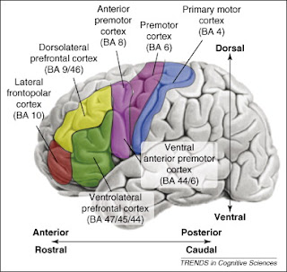 Cognitive Neuropsychology 101: Frontal Lobes