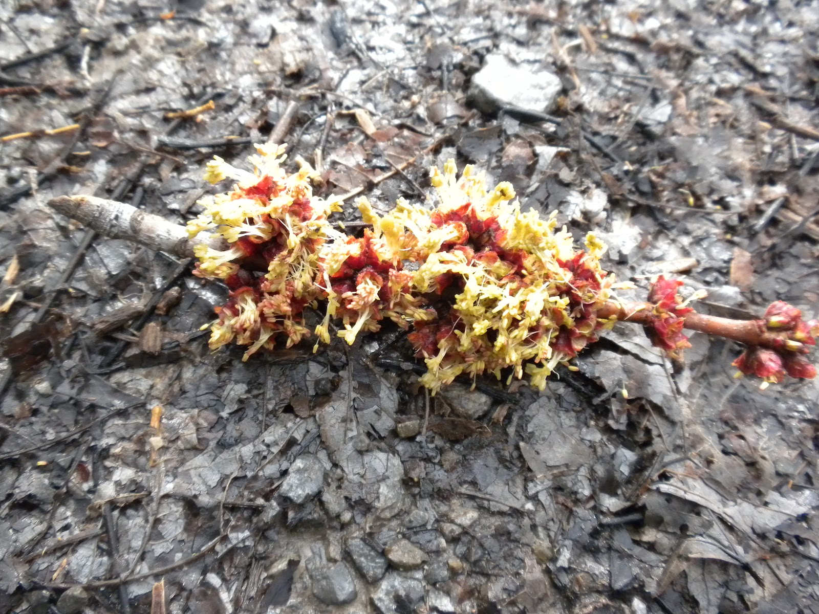 Mister Tristan: Silver Maples...and Ultrarunning