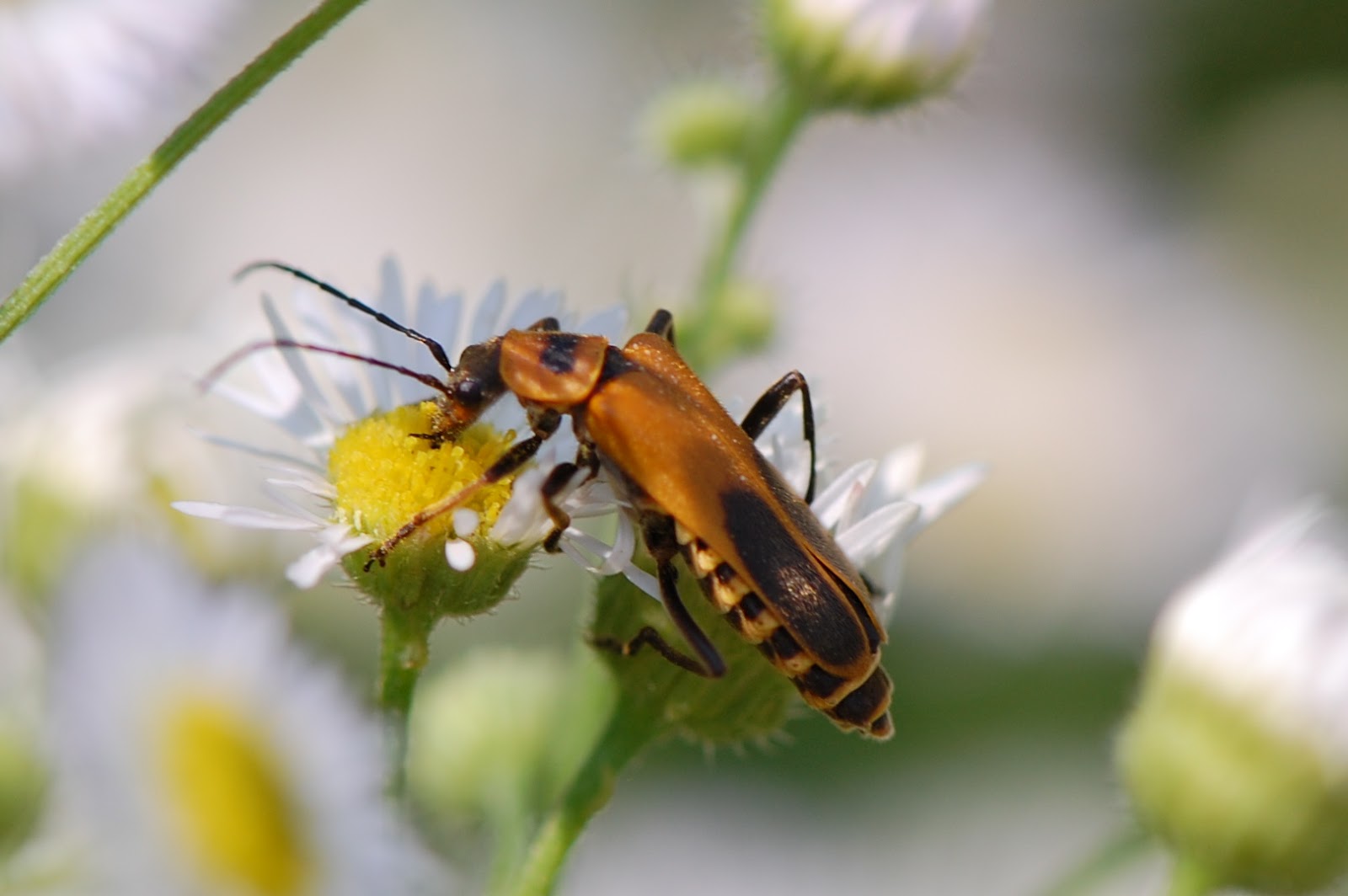 Urban Wildlife Guide: The Pennsylvania Leatherwing Beetle