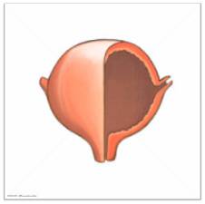 Urologia Pediátrica: A Bexiga