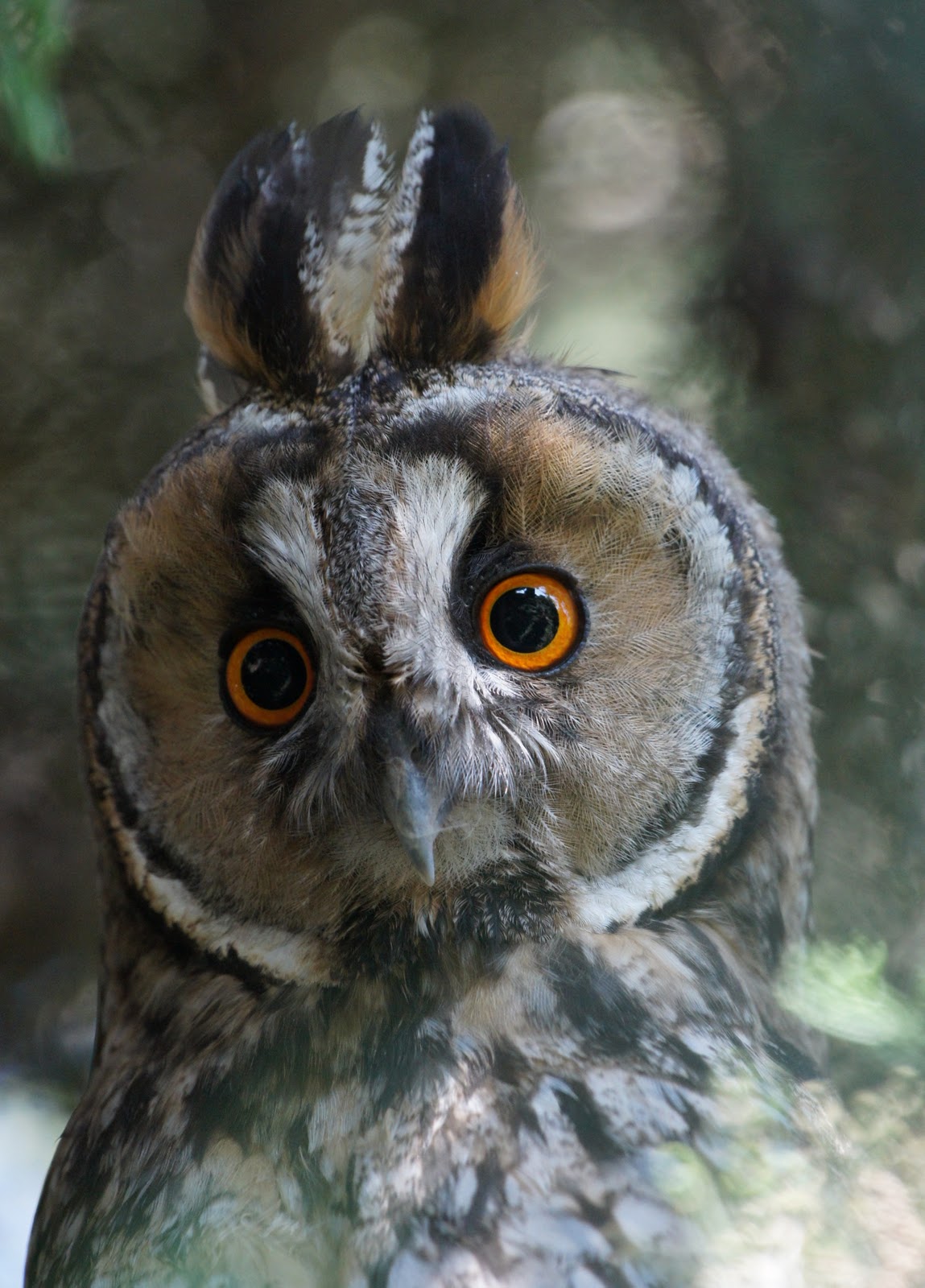 Pasión por las aves: Búho chico.(Asio otus)