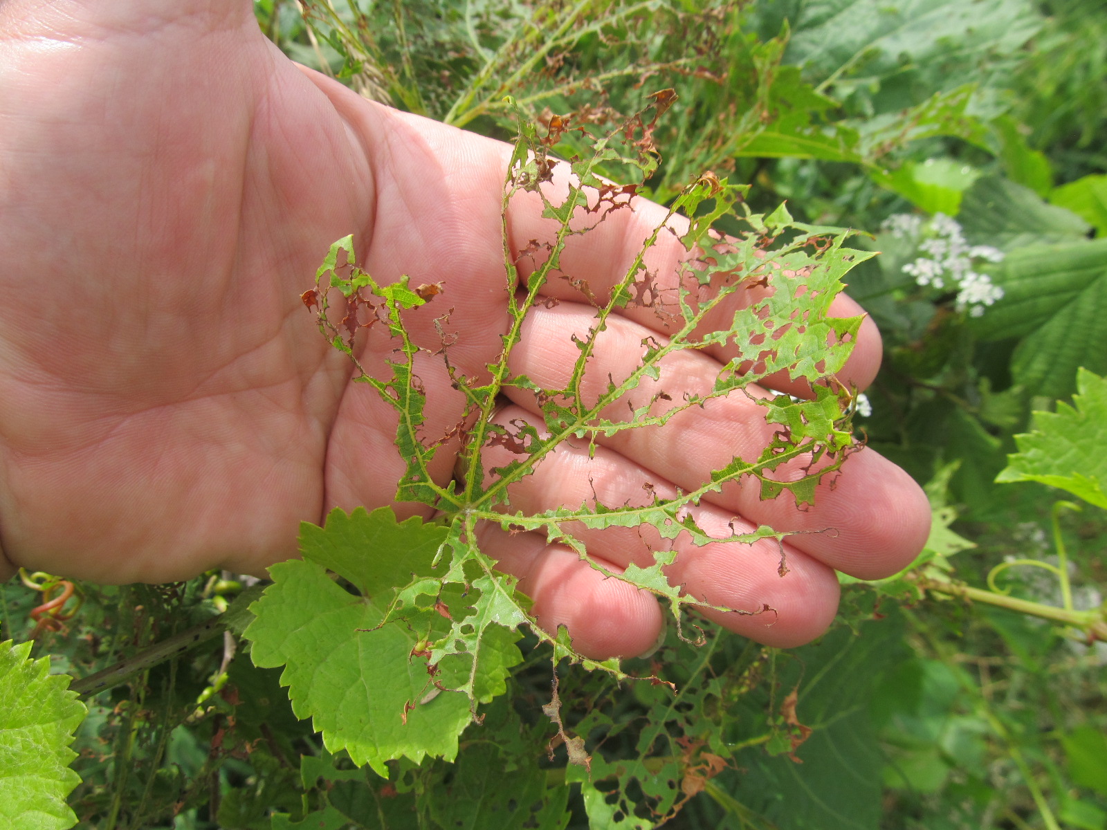Eaton Rapids Joe: Decoy crops for Japanese Beetles