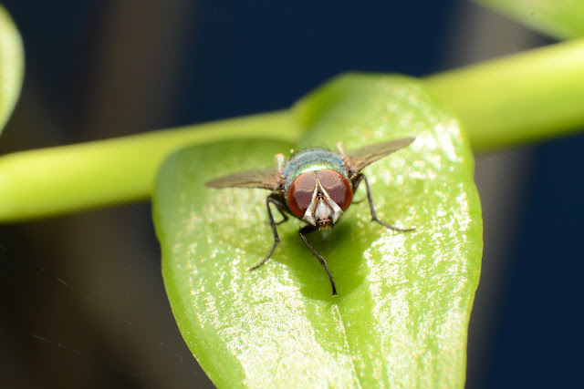 Insects Macro Photography: Tips and Tutorials: THE FLY (Ang Langaw)