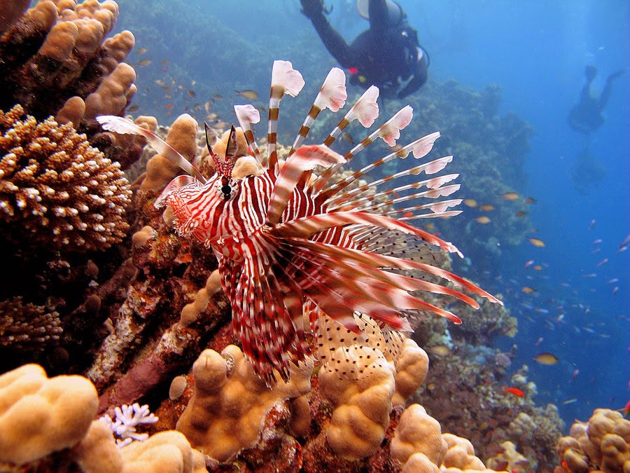 LION FISH photos - wallpapers (ανανεωμένο) | the fun bank