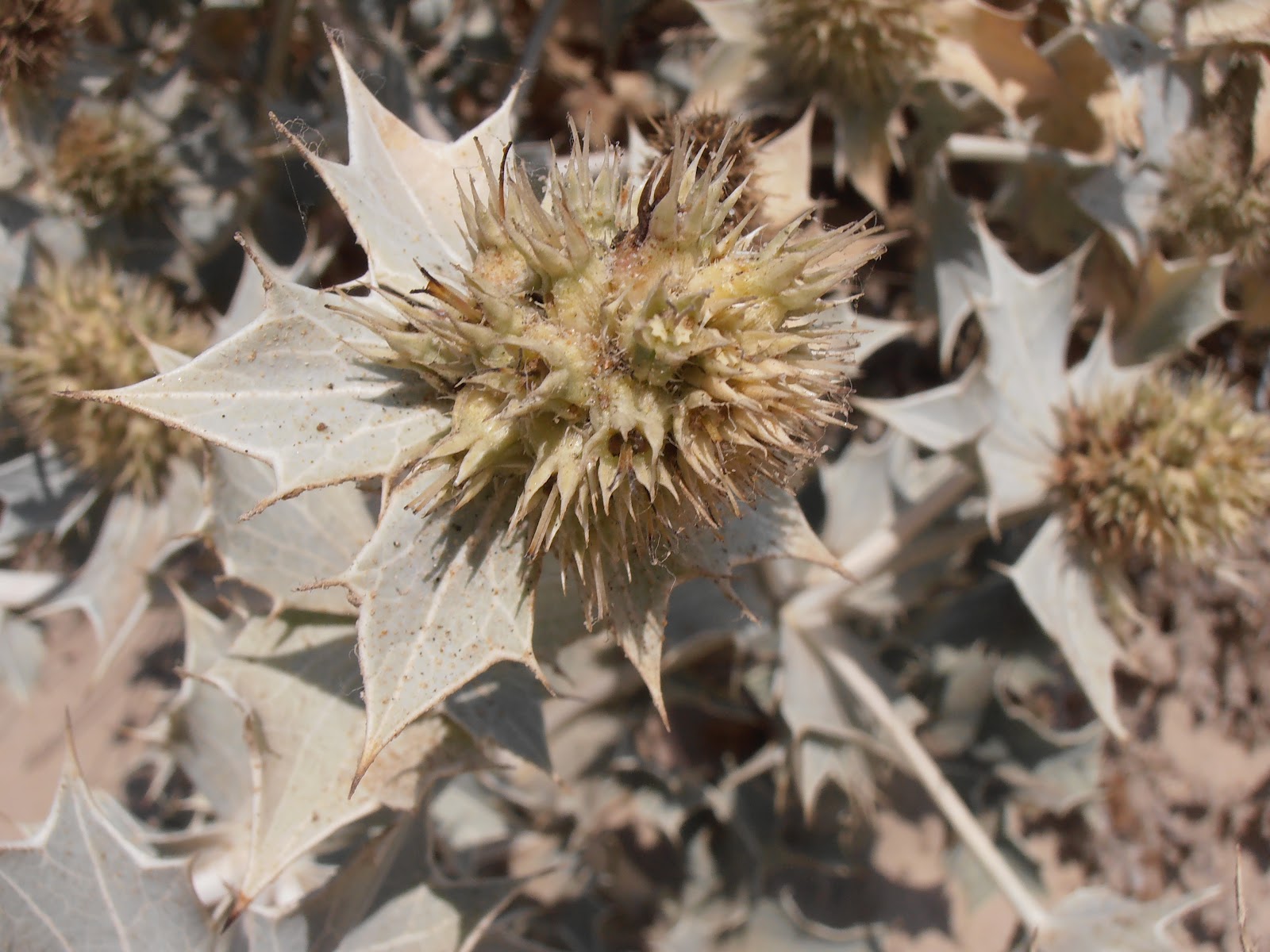 CARDO MARÍTIMO: Eryngium maritimum | Plantas rioMoros