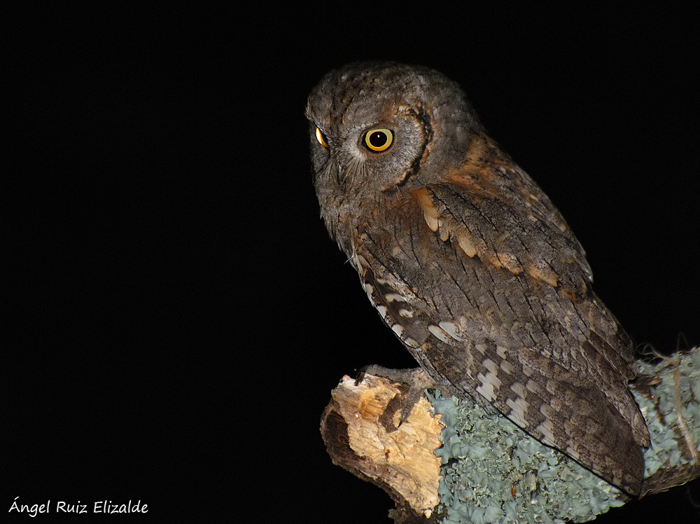 Aves de la Ría de Ajo: Autillo europeo (Otus scops) en Ajo...