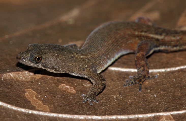 Brazilian Pygmy Gecko | New Stylish Wallpaper
