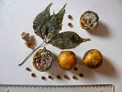 Trapiá - Crateva tapia L.