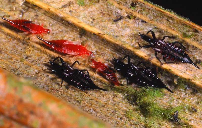 Variety of Life: Anactinothrips