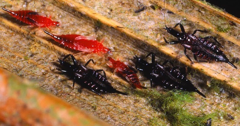 Variety of Life: Anactinothrips