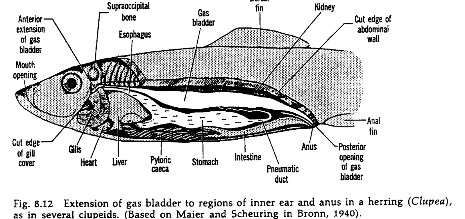 Virginia Tech Ichthyology Class : Specialized Hearing in the Pacific ...