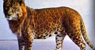 Animais Pouco Conhecidos: O Leopon