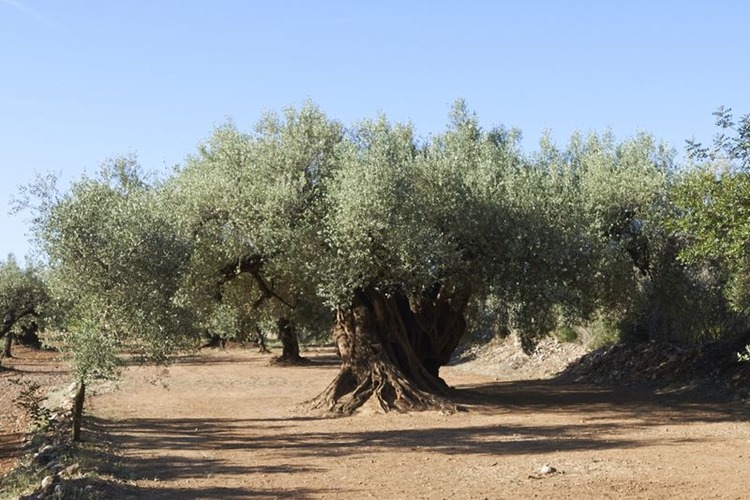 AEJeco: "El Olivo" la nueva película de Icíar Bollaín